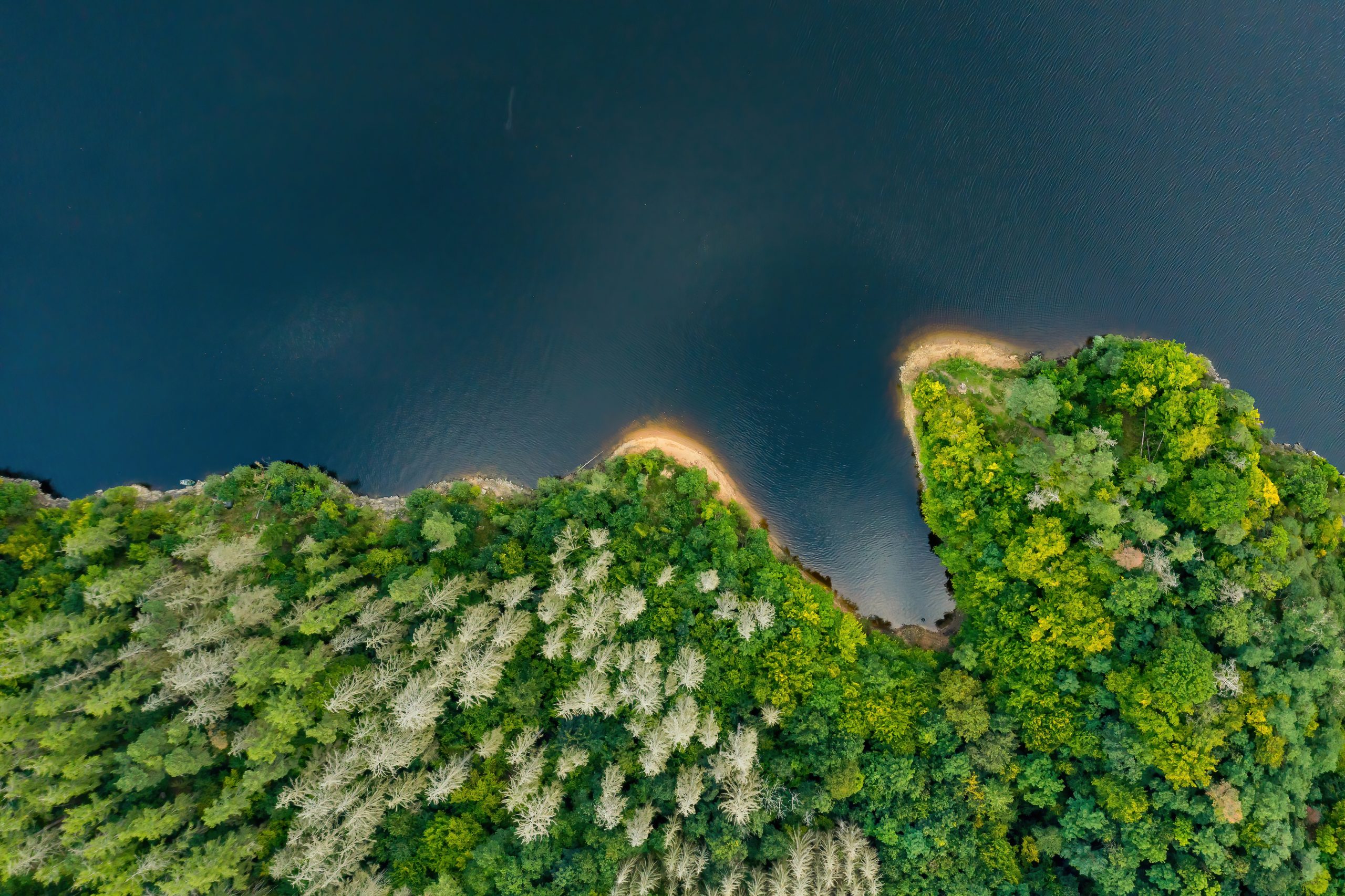Celebrando a Biodiversidade: Um Olhar sobre o Dia Internacional da ...